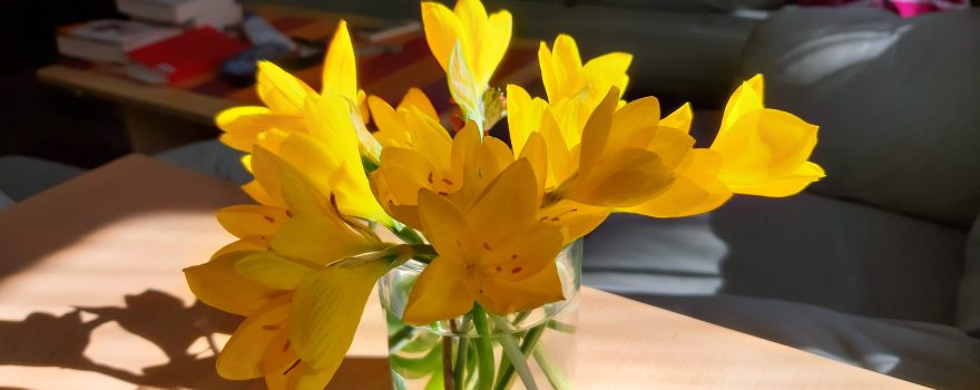 Društvo matematičara Novog Sada